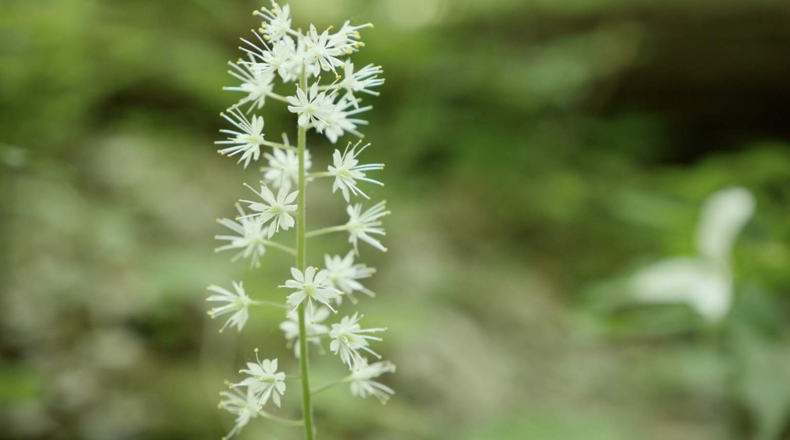 Profile: Rachel Mahoney - Great Allegheny Passage